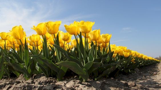 Dag van de Tulp | Landbouwagenda | De agenda voor agrarisch Nederland!